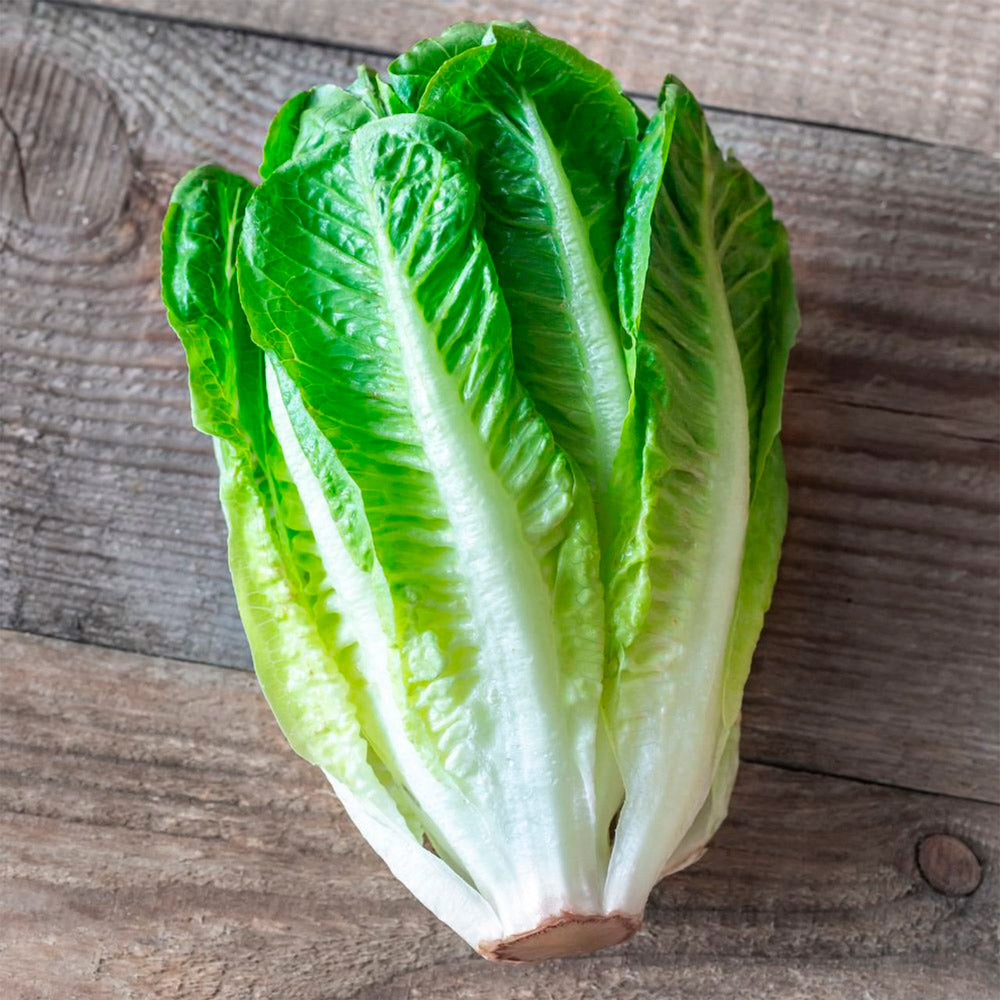 LECHUGA, COS ROMAINE – Km100 Semillas Orgánicas