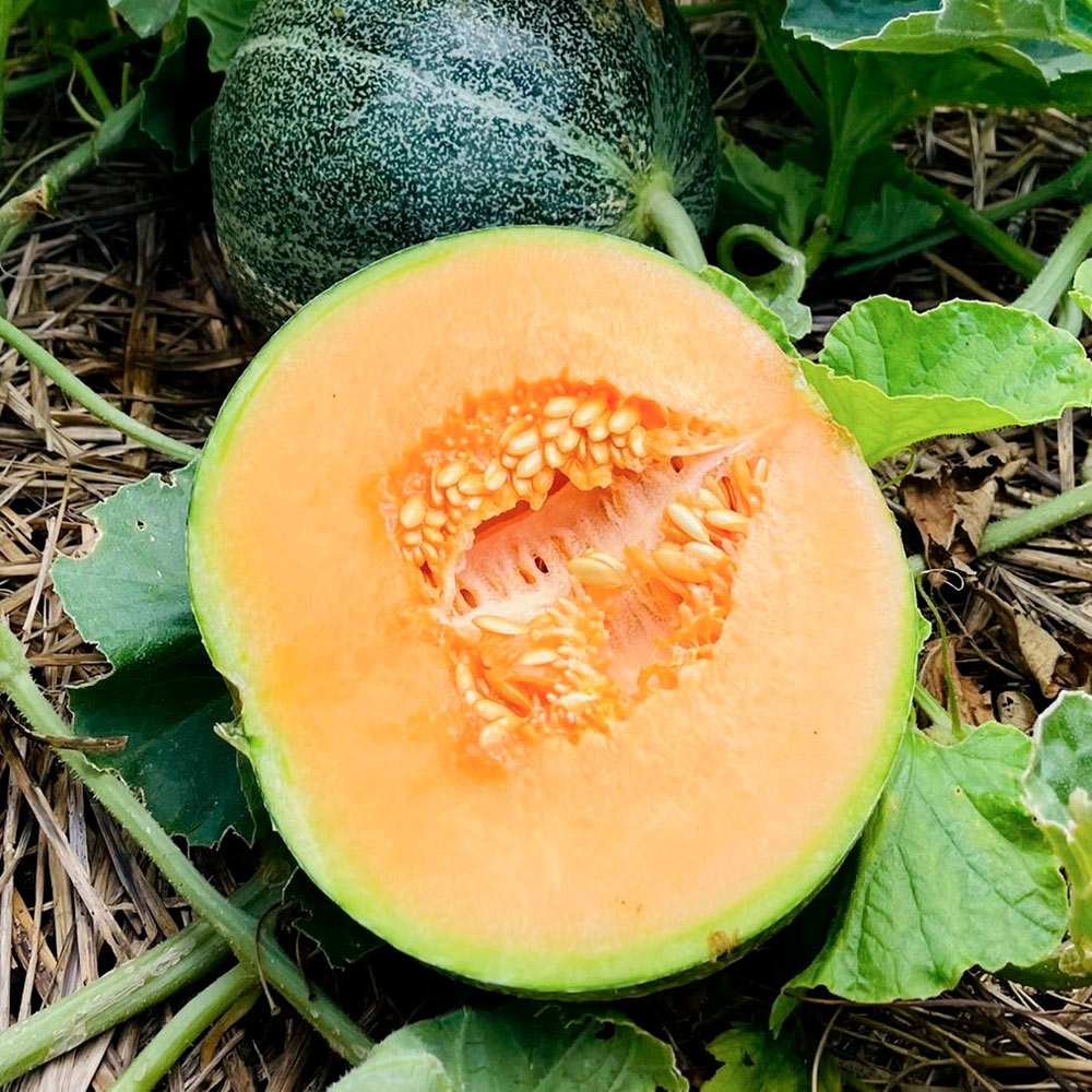 Frutas – Km100 Semillas Orgánicas